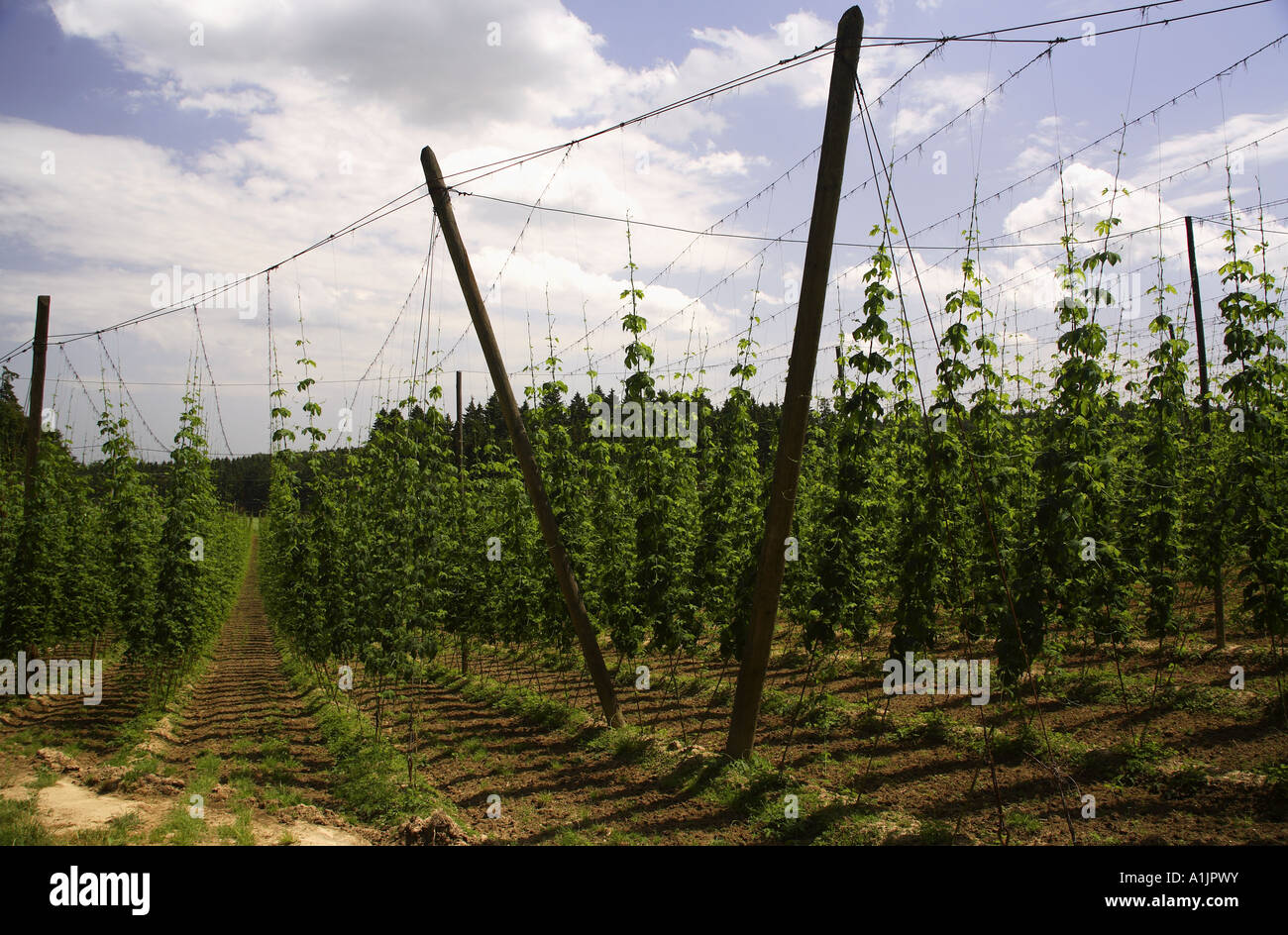 Hops in Germany Stock Photo - Alamy