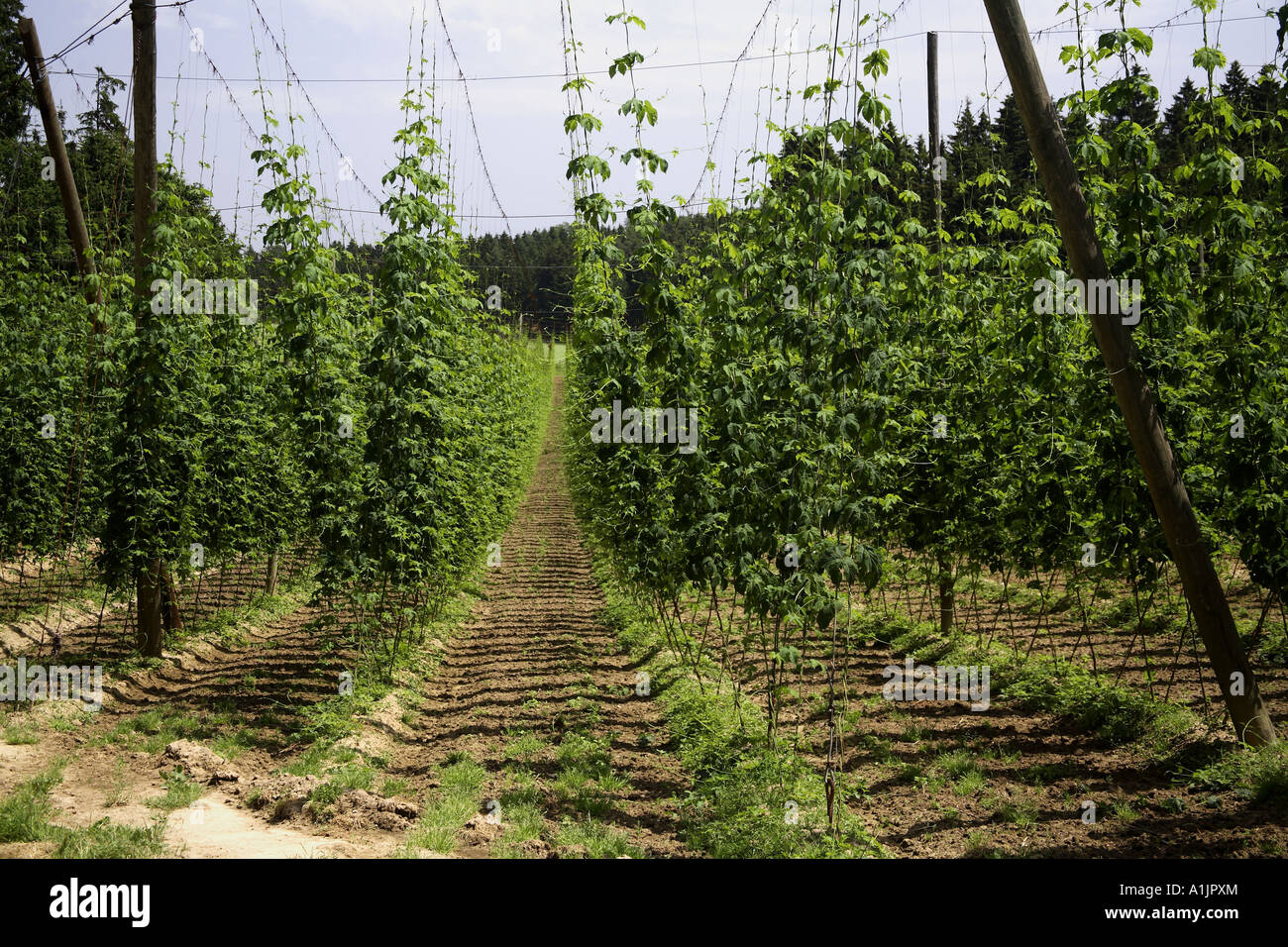 Hops in Germany Stock Photo - Alamy