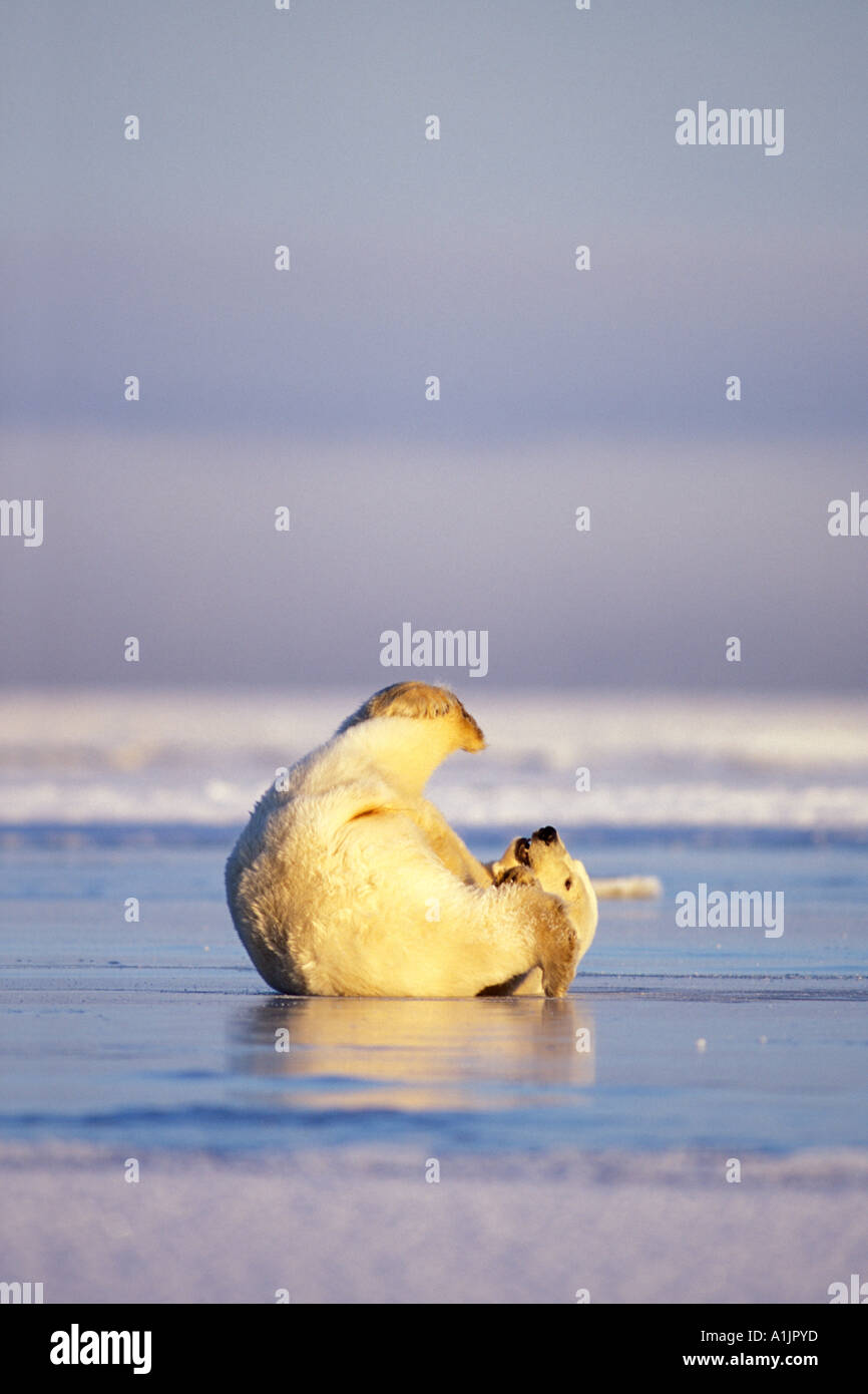 Polar bear sliding playing hi-res stock photography and images - Alamy