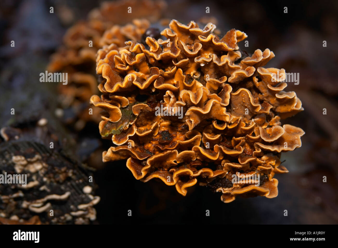 Hairy Stereum Fungi Stock Photo - Alamy
