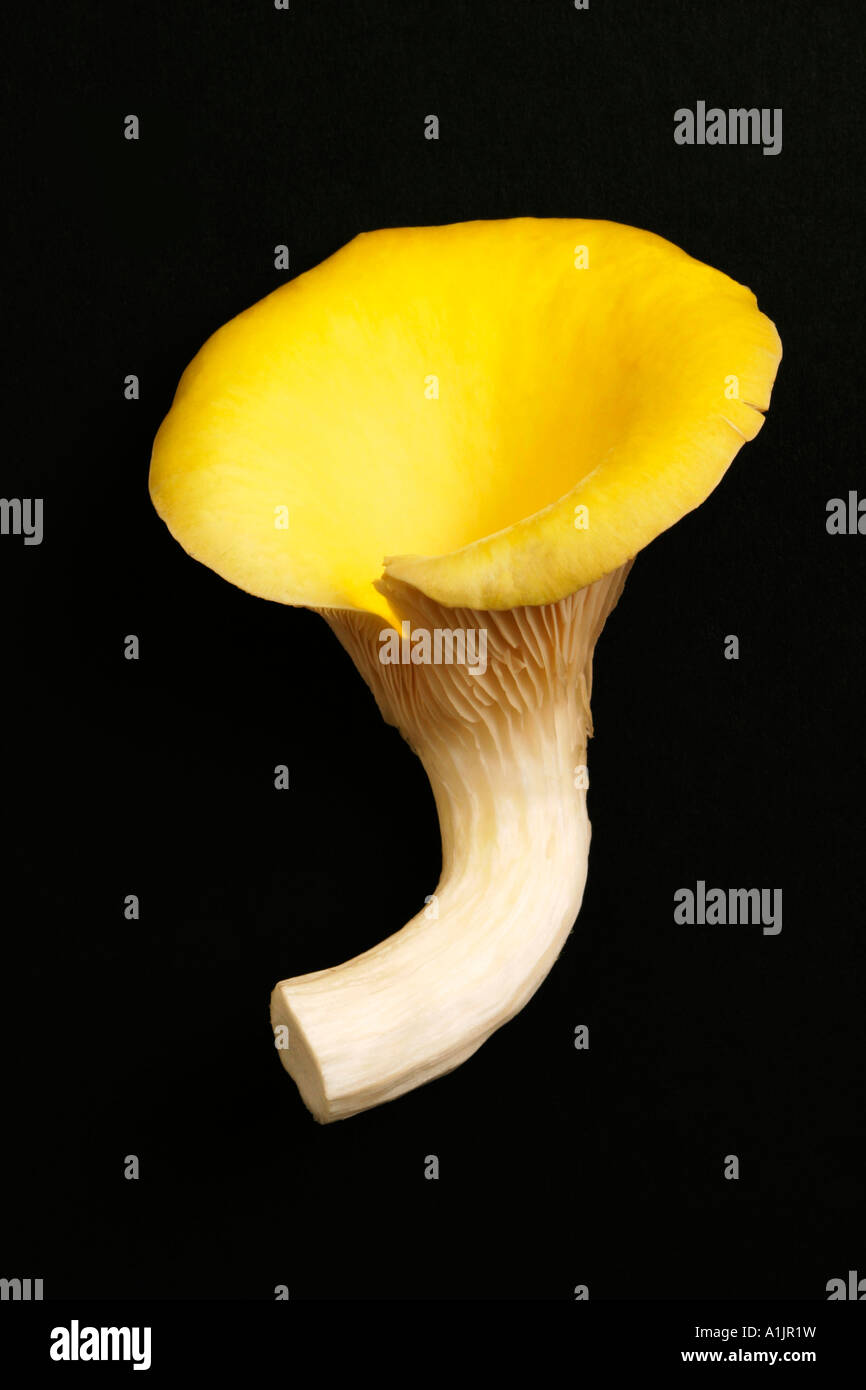 Yellow Oyster Mushroom Stock Photo - Alamy