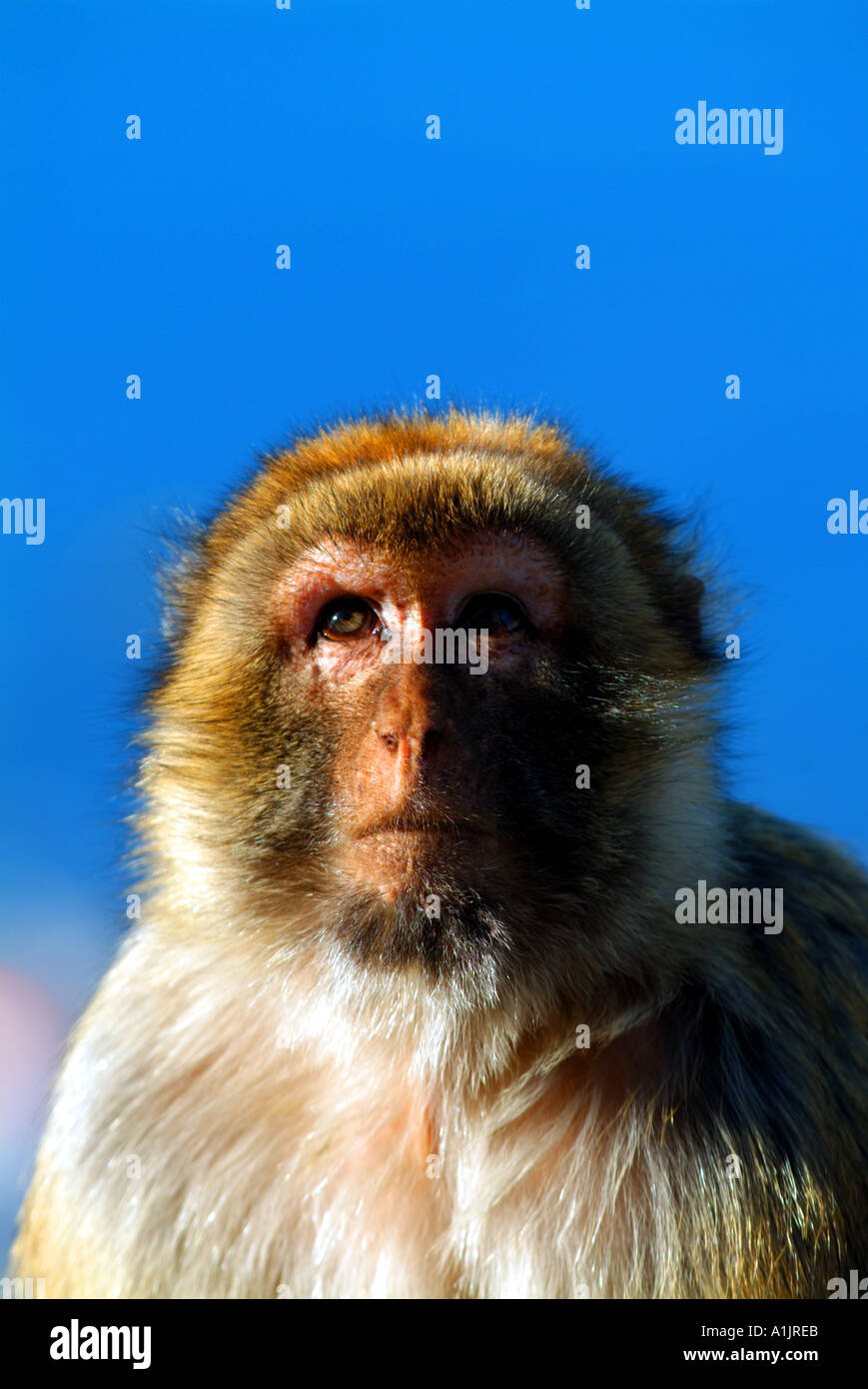 female barbary ape Gibraltar Stock Photo - Alamy