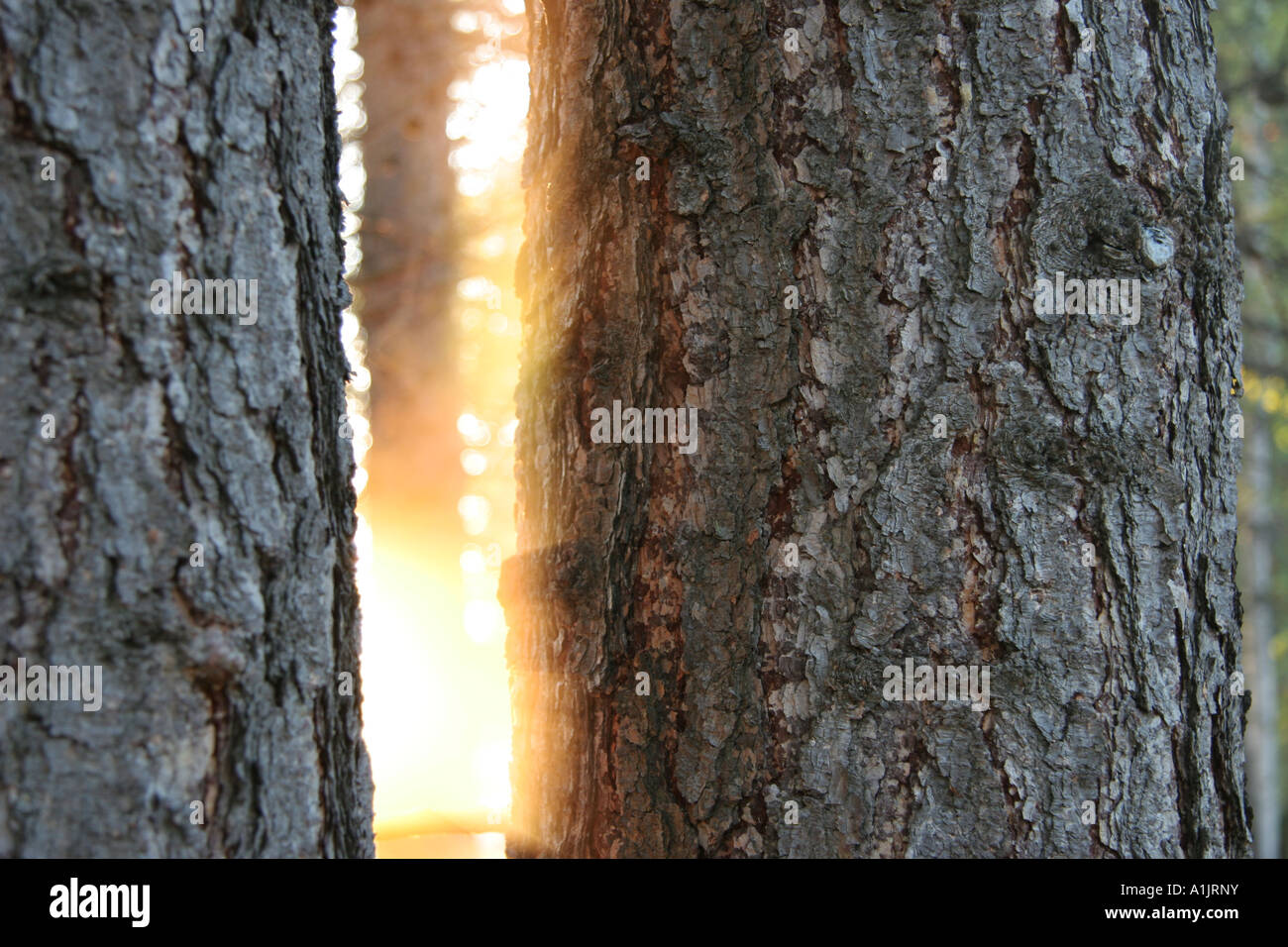 Tree trunk gap illuminated by the early morning light Stock Photo - Alamy