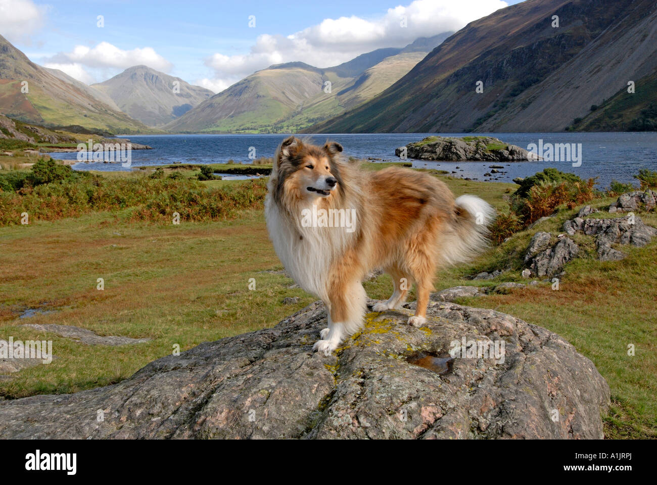 Rough collie on rock hi-res stock photography and images - Alamy