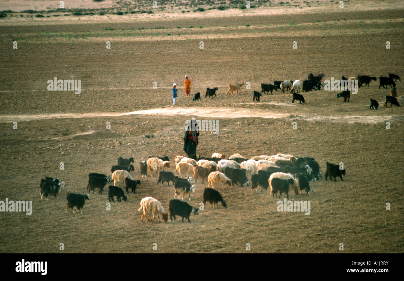 Egypt shepherd hi-res stock photography and images - Alamy