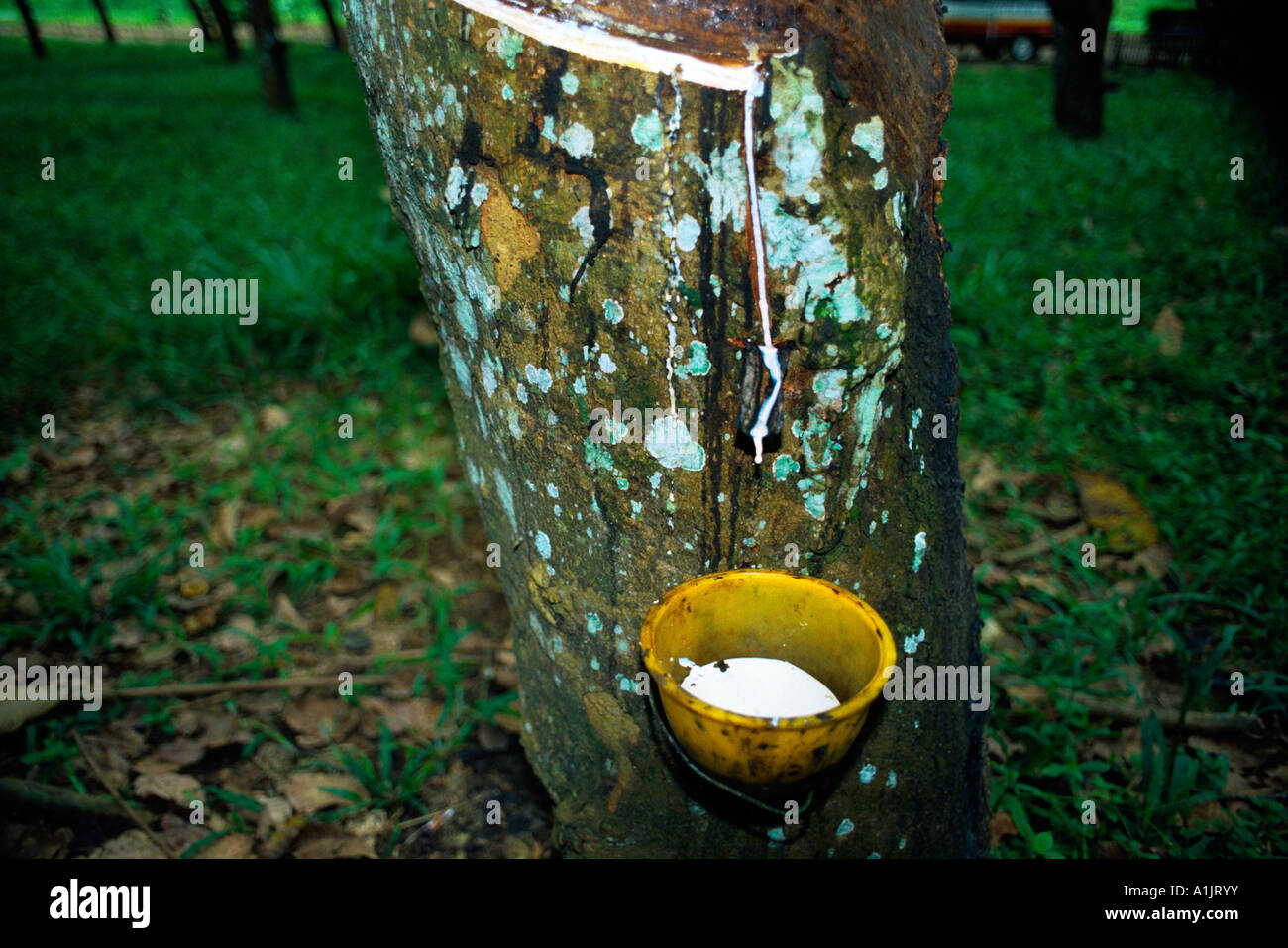 Sumatra Indonesia Tapping Rubber Tree Bucket Collecting Sap Stock Photo ...