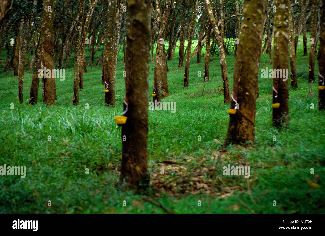 Sumatra Indonesia Tapping Rubber Trees Stock Photo - Alamy
