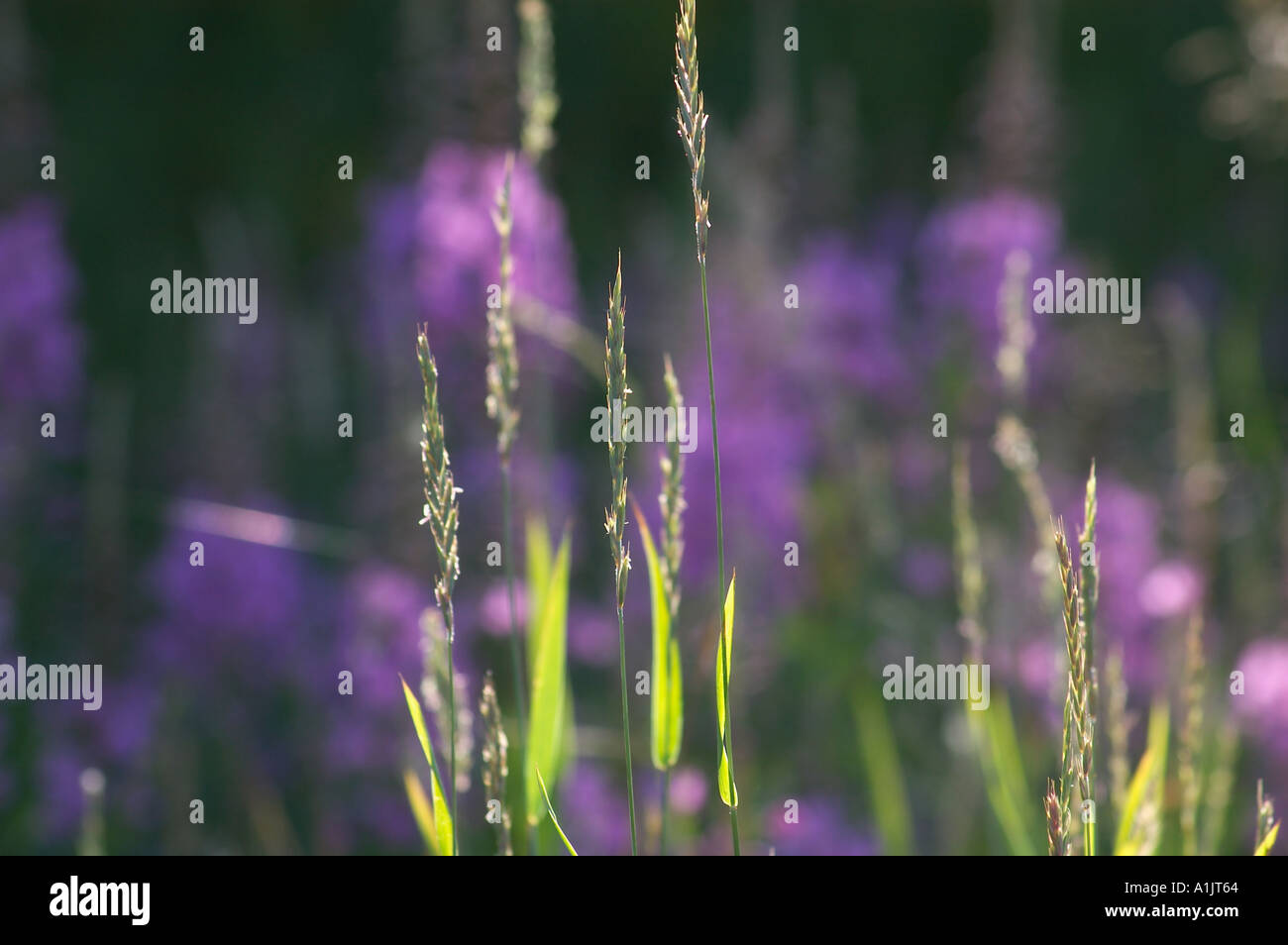 Natural wild fireweed plants hi-res stock photography and images - Alamy