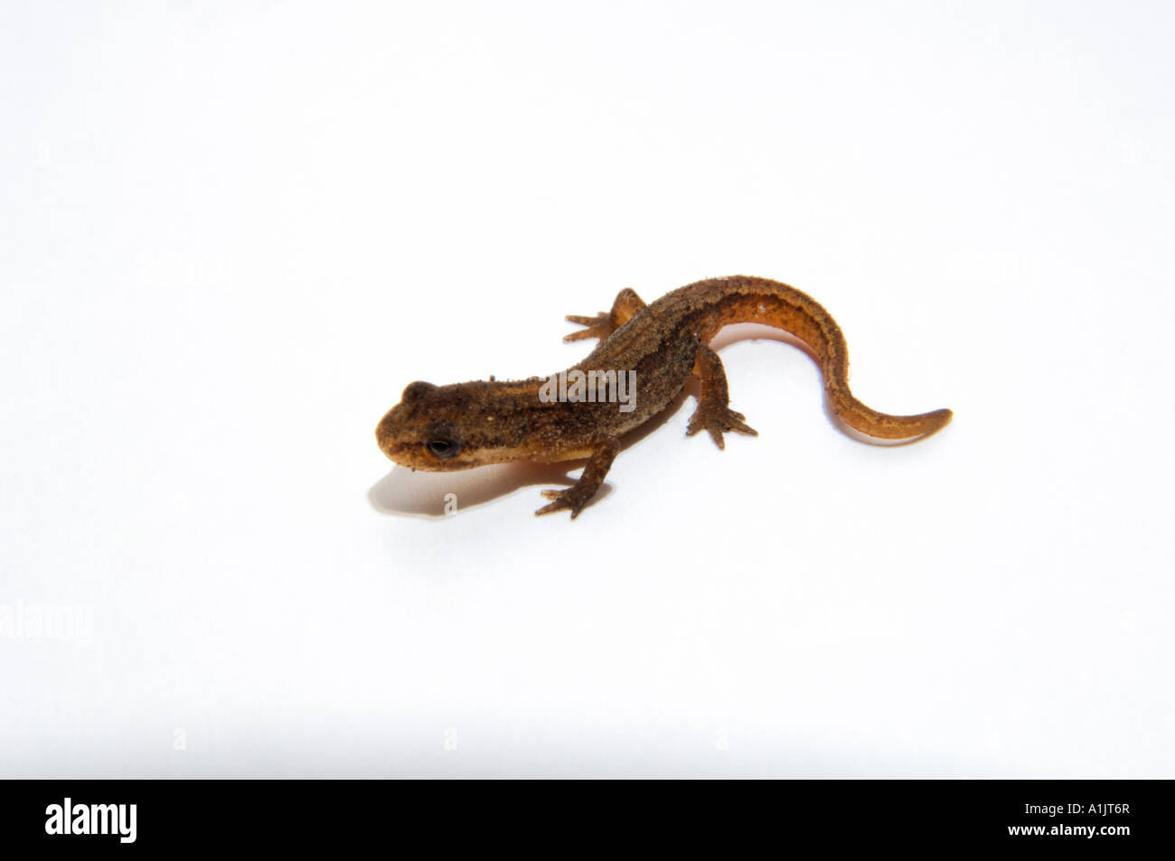Young Common or Smooth Newt Triturus vulgaris on a white background ...