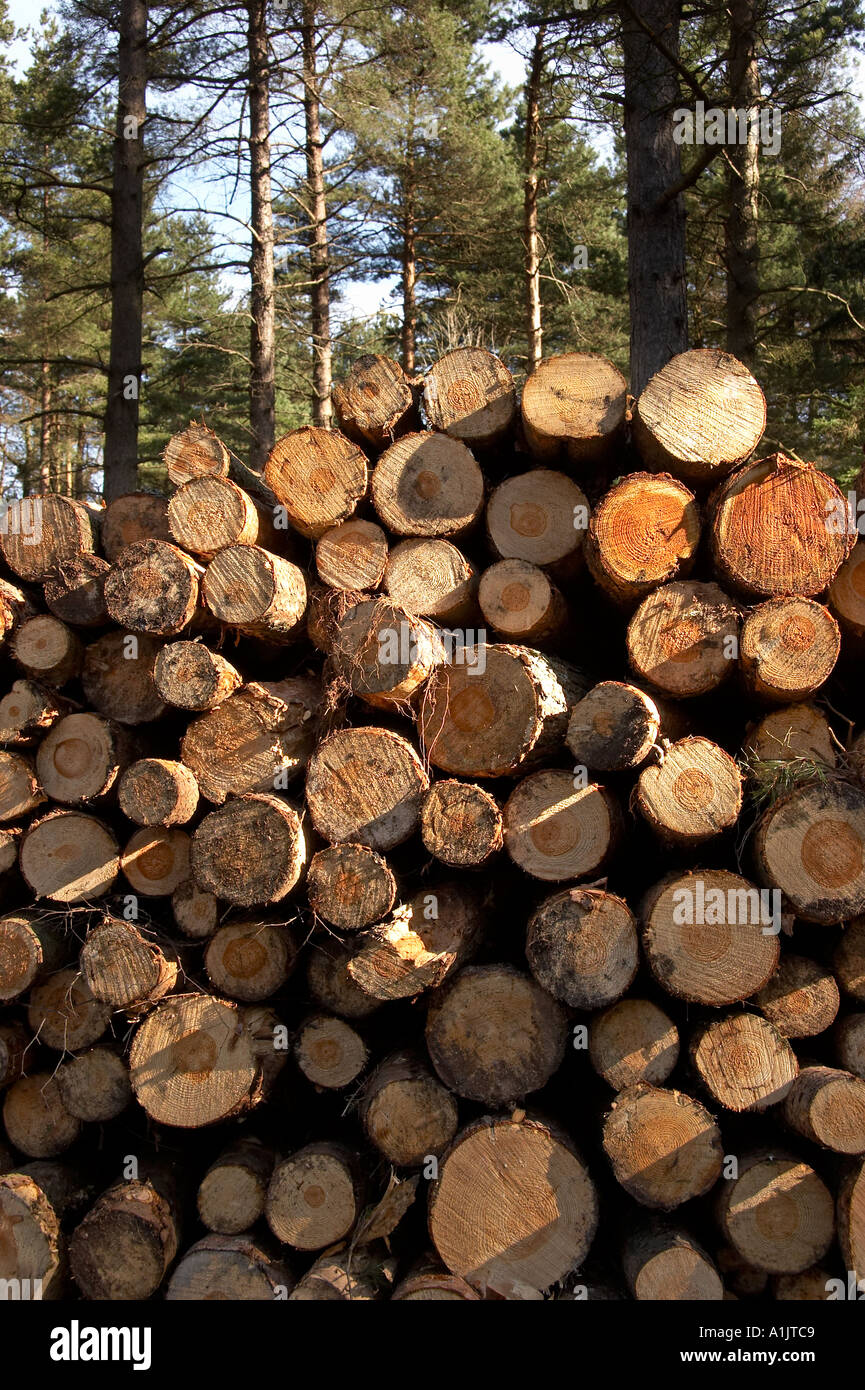 Stacked timber Dalby Forest North Yorkshire Stock Photo - Alamy