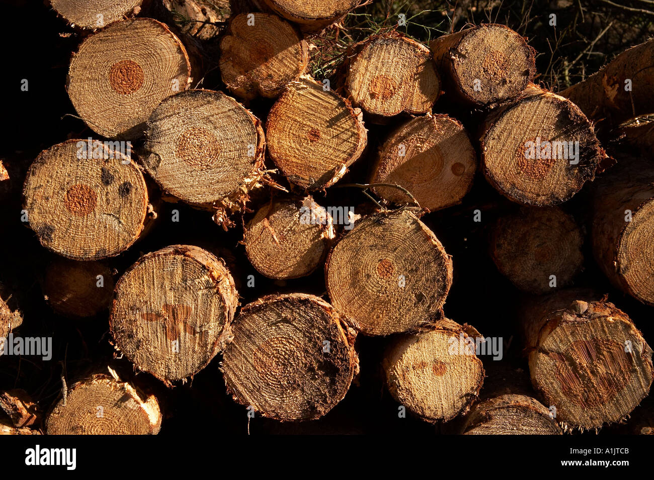 Stacked timber log ends Stock Photo - Alamy