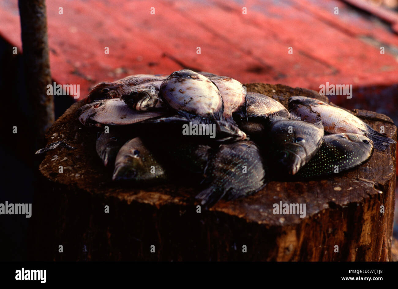 Pile of fresh fishes at a fish market in the city of Kochi also known ...
