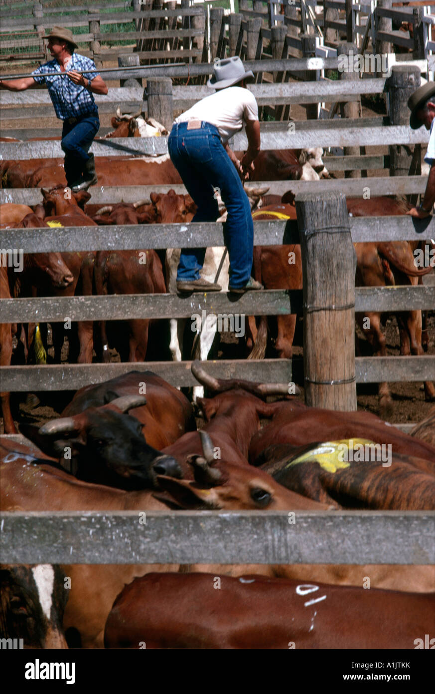 Cowboys cattle auction hi-res stock photography and images - Alamy