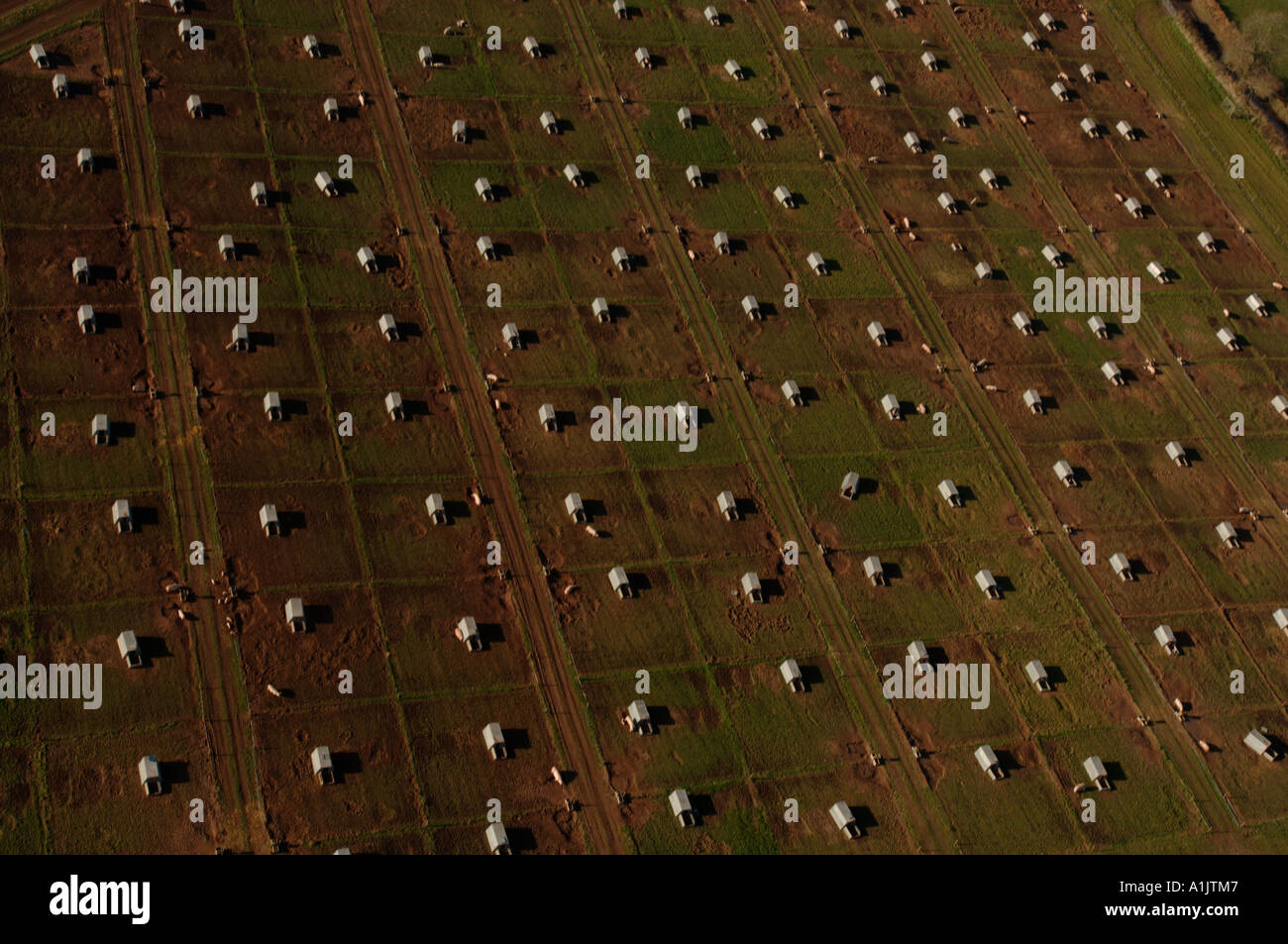 pig farming hutches Stock Photo - Alamy