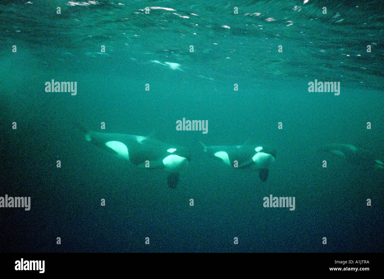 Killer whales feeding wild hi-res stock photography and images - Alamy