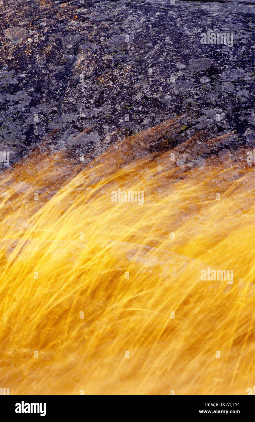 Grass in front of rock. Fiskebäck , Gothenburg , Sweden Stock Photo - Alamy