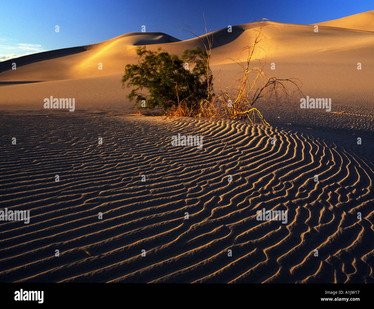 Sand Dunes Stove Pipe Well Death Valley National Park near Stove Pipe ...