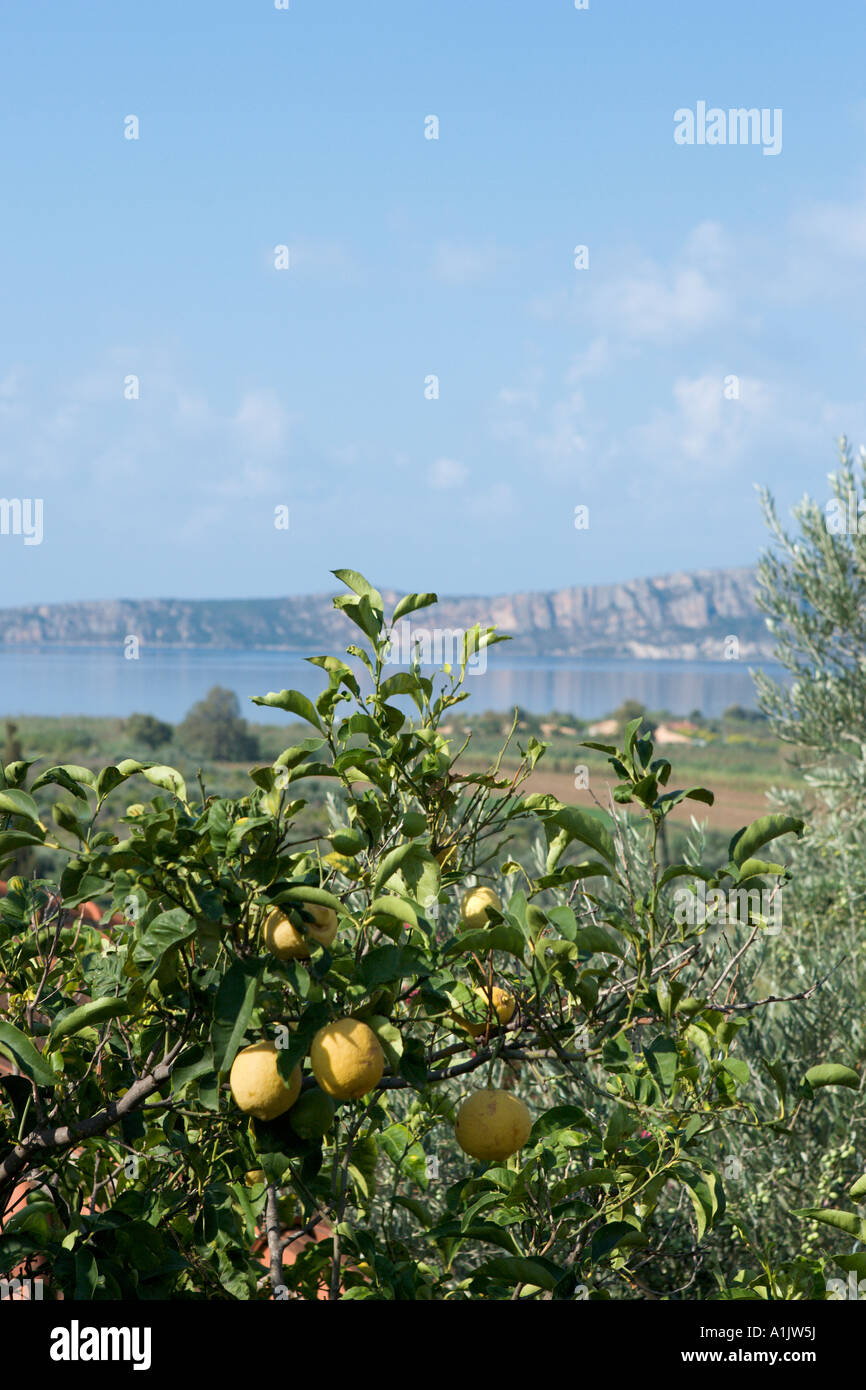 Lemon Tree and view over Yialova, Messinia, Peloponnese, Greece Stock ...