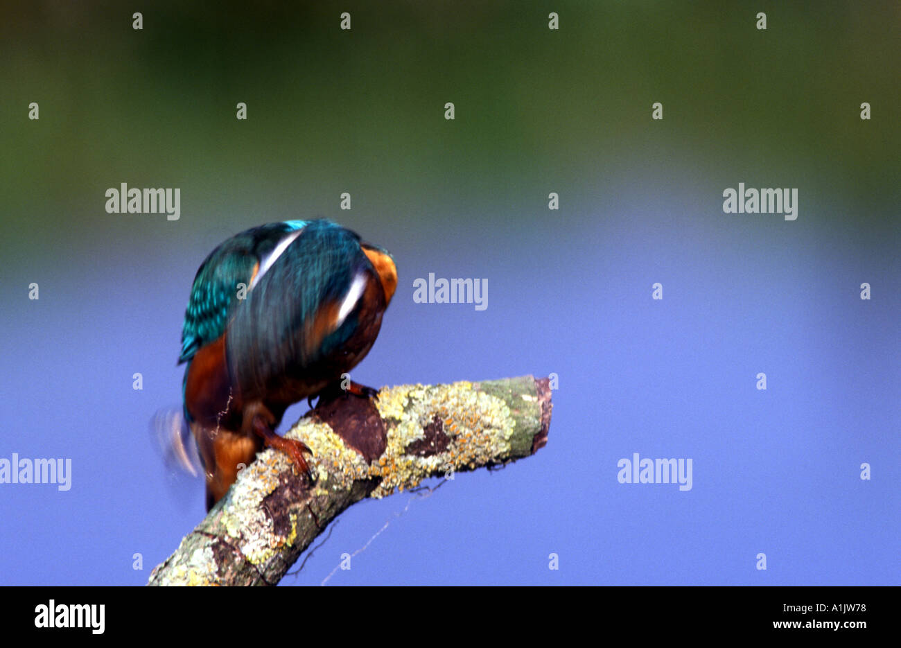 Kingfisher Killing Fish Stock Photo - Alamy