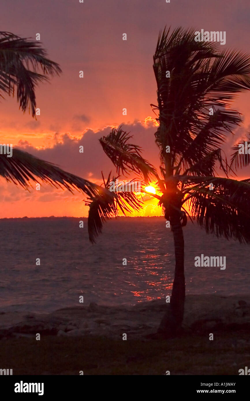 Sunset palm tree in hi-res stock photography and images - Alamy