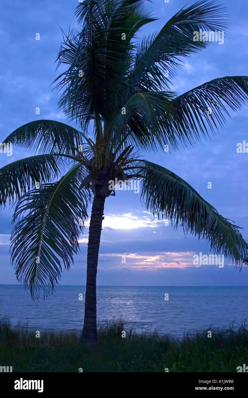 Palm Tree at Sunrise Stock Photo - Alamy