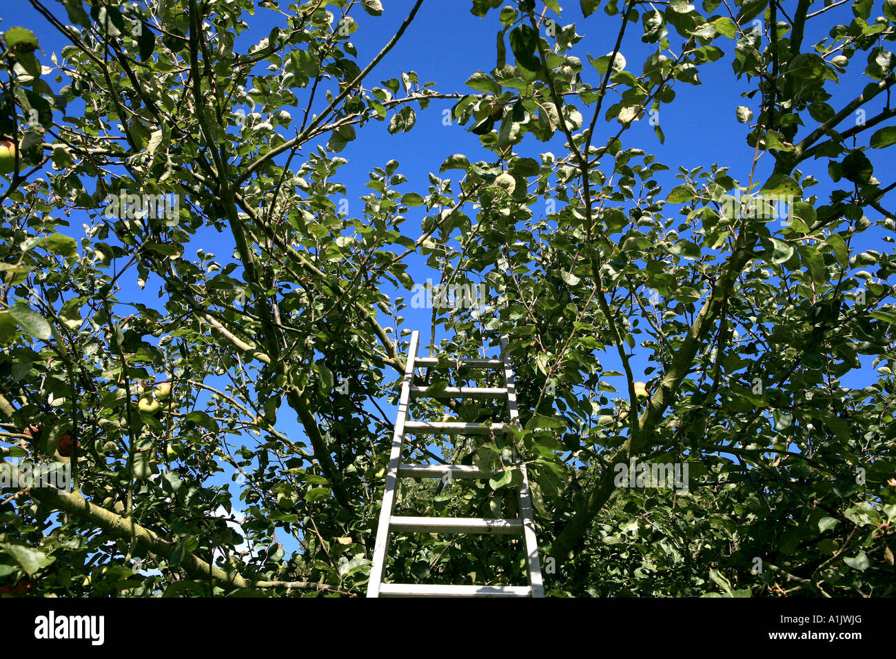 Ladder tree fruit reach hi-res stock photography and images - Alamy