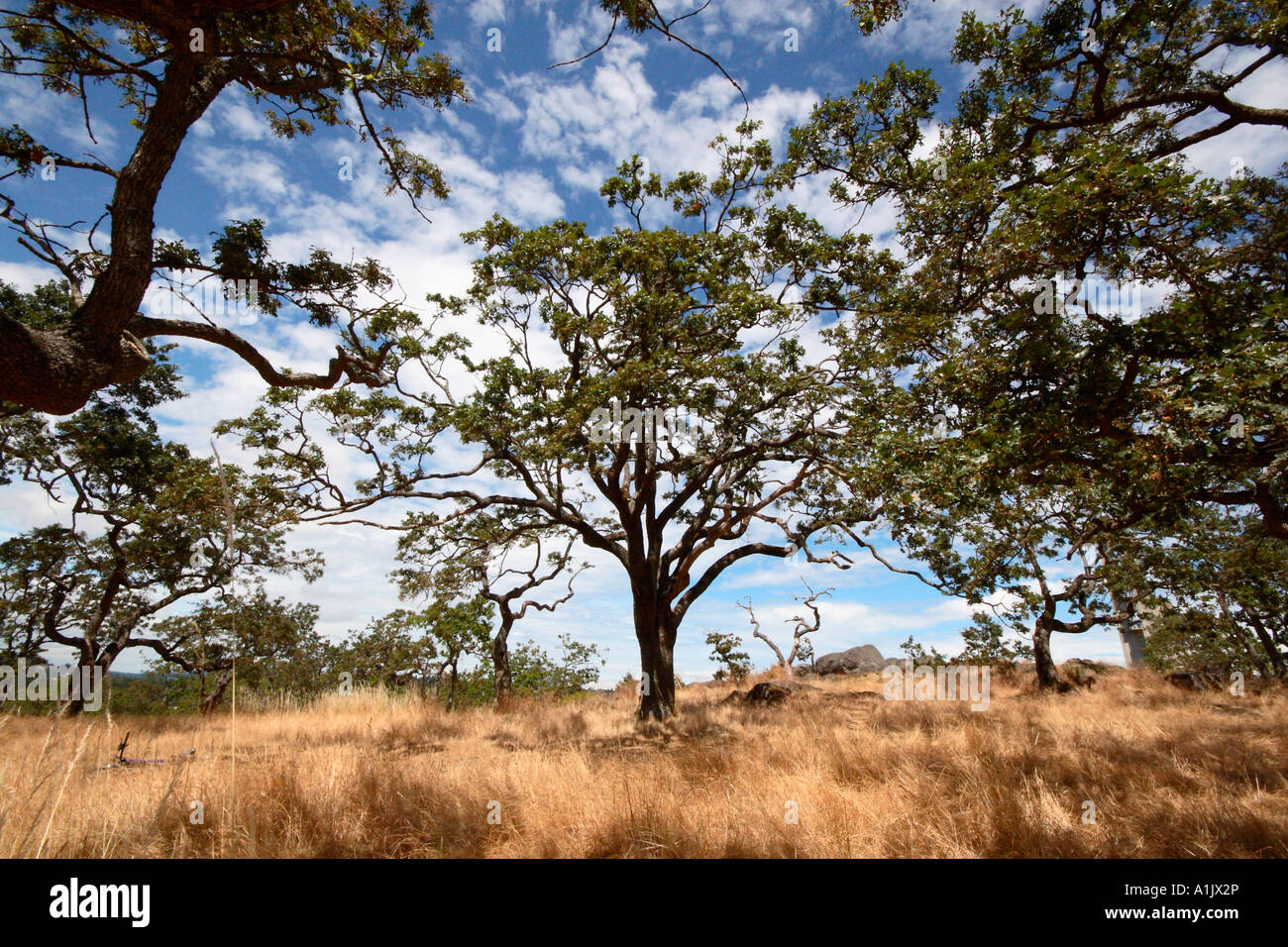 Garry oak trees british columbia hi-res stock photography and images ...