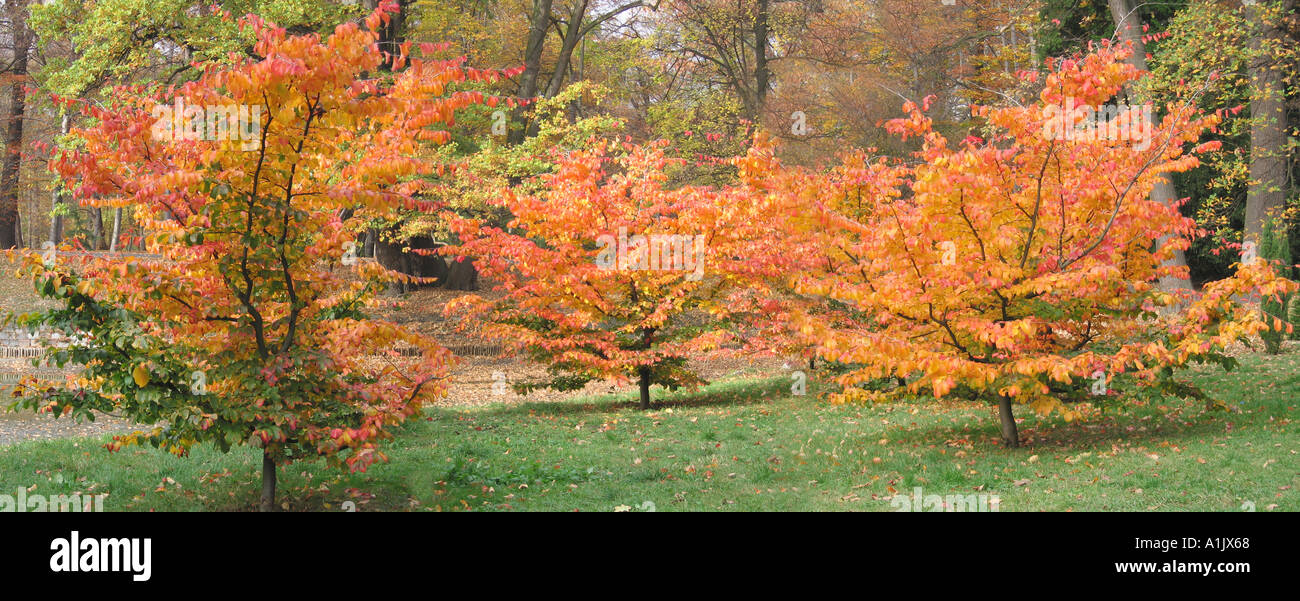 Beech tree saplings turning red in autumn Fagus sylvatica Stock Photo ...