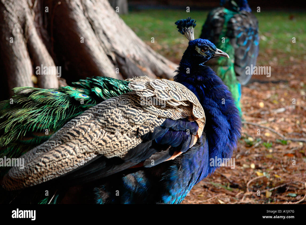 Peacock walk hi-res stock photography and images - Alamy