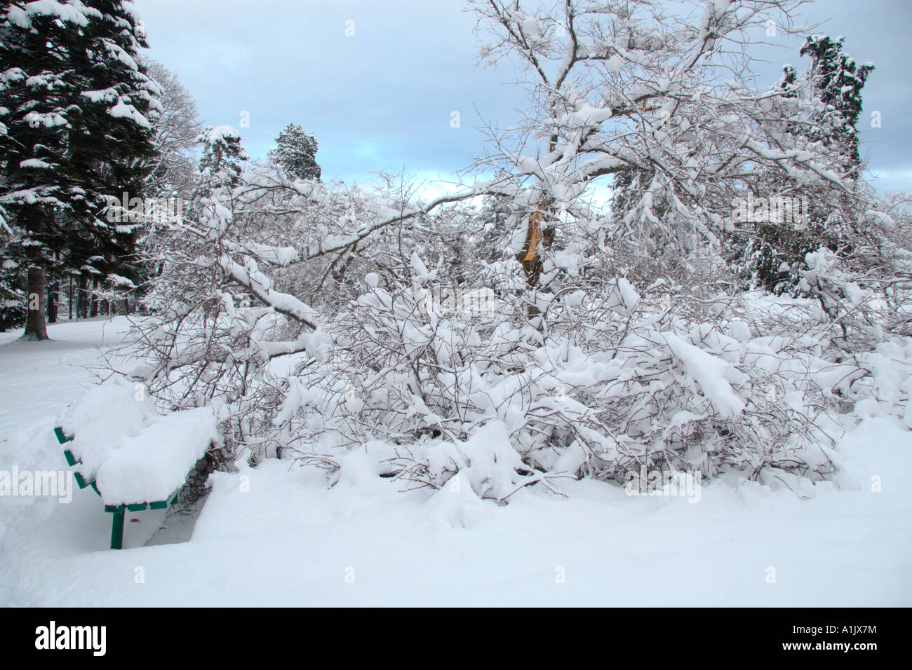 Snow on fallen tree hi-res stock photography and images - Alamy