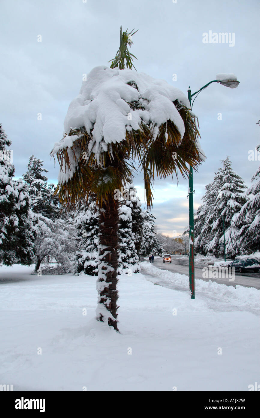 Snowy palm tree hi-res stock photography and images - Alamy