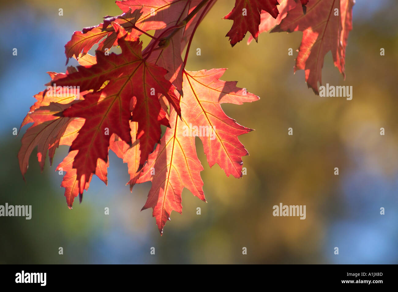autumn leaves California Stock Photo - Alamy