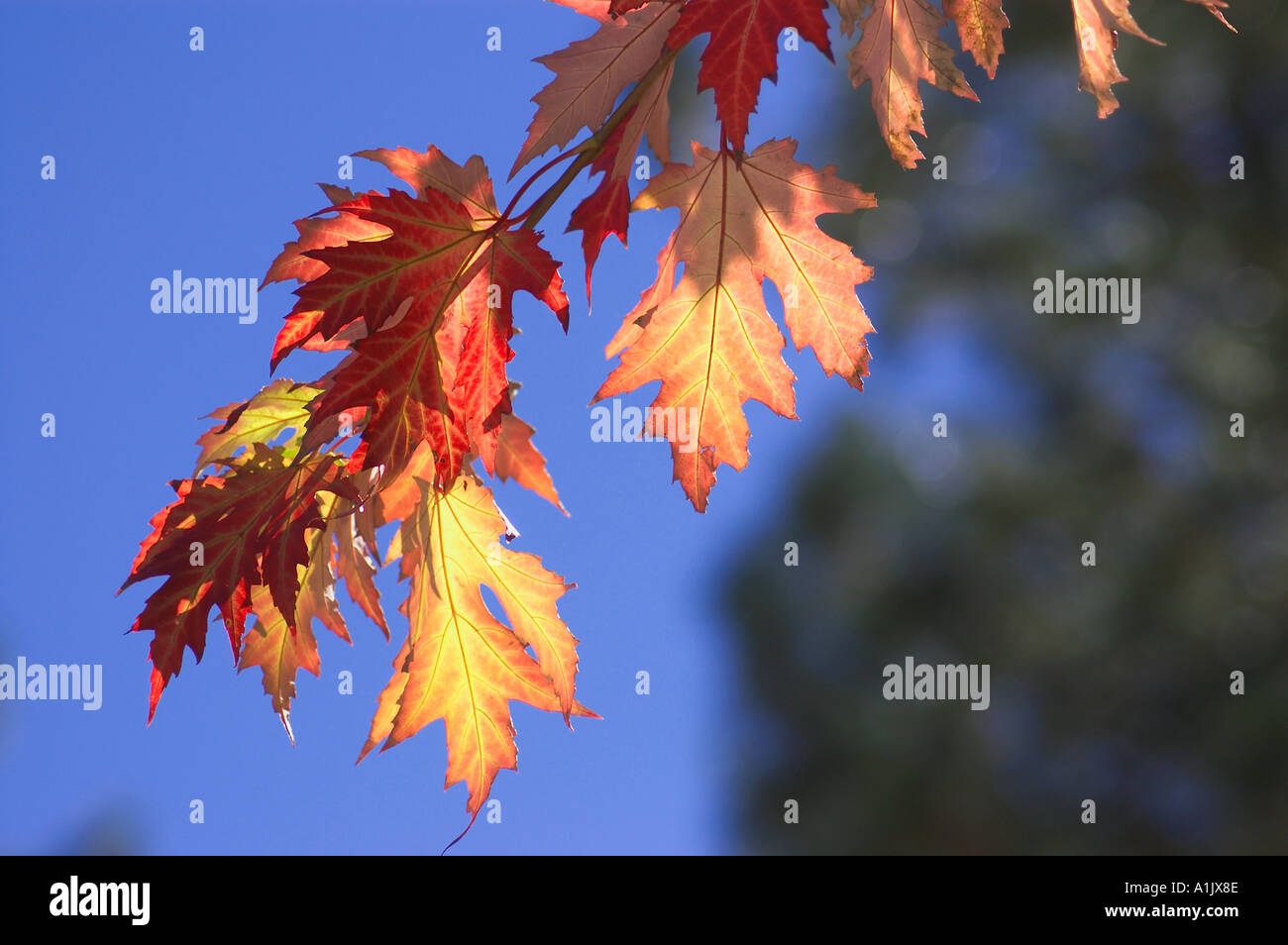 autumn leaves California Stock Photo - Alamy