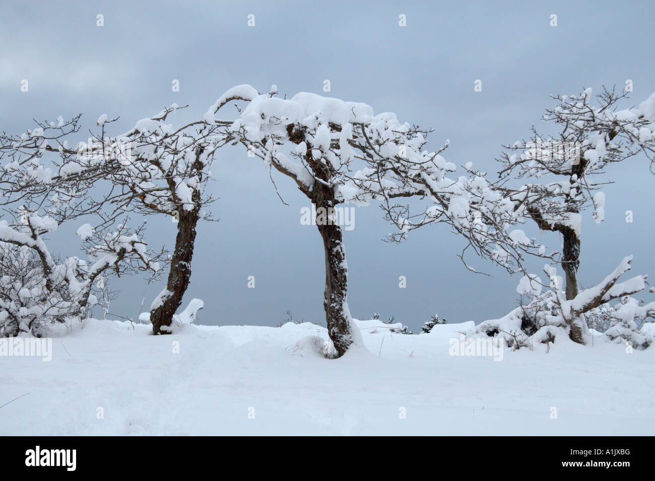 Garry oak trees covered in snow Stock Photo - Alamy