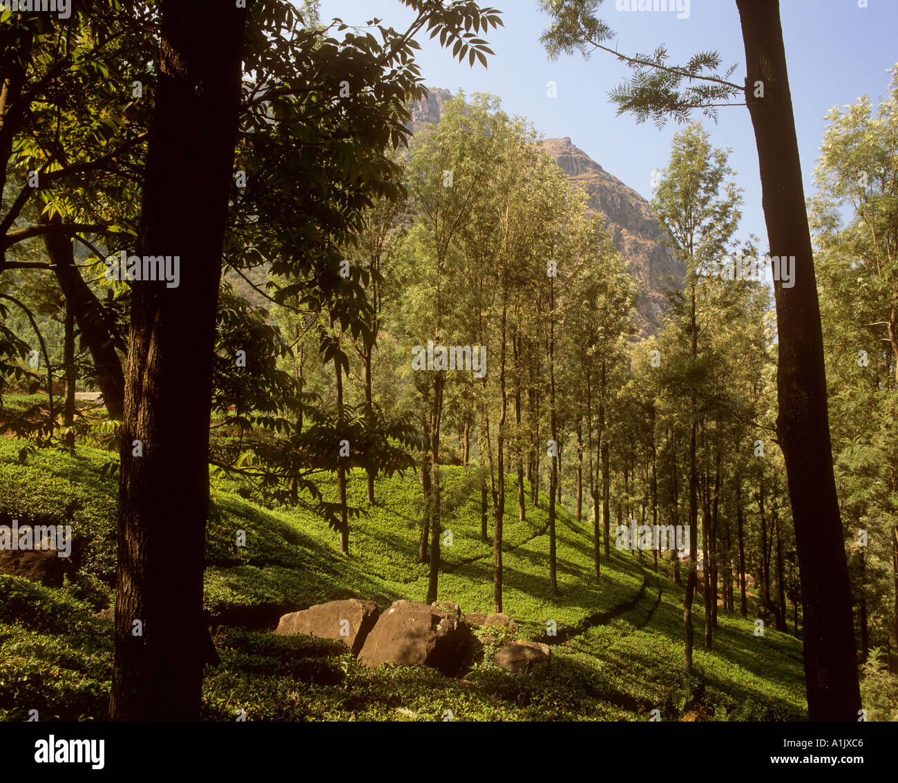 Tea plantations Nadhabattam area Frog Hill Nilgiri Hills Ooty India ...