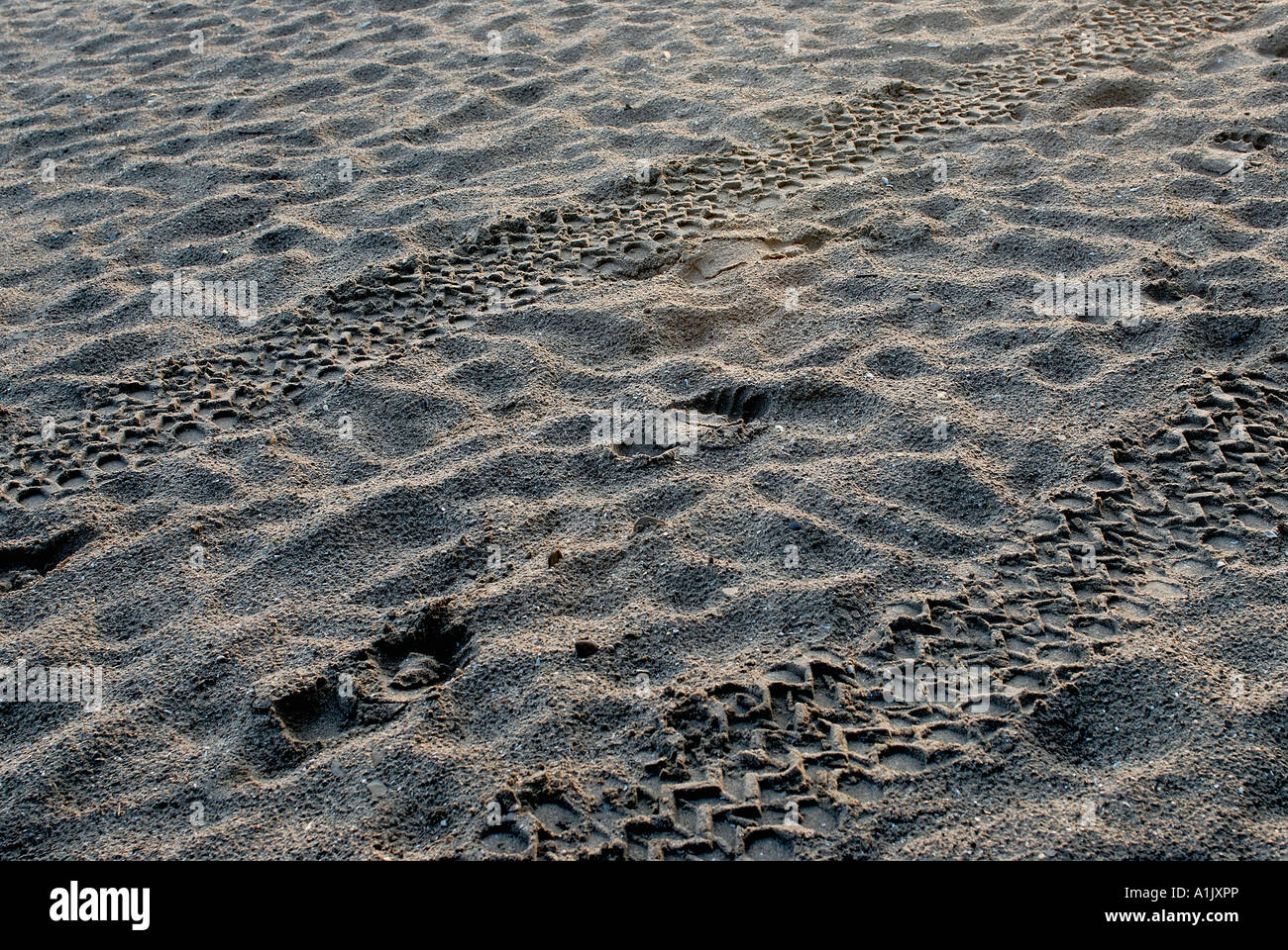 tracks in the sand Stock Photo - Alamy
