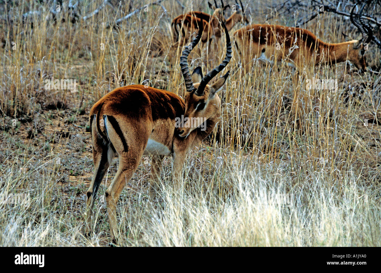 KRUGER NATIONAL PARK SOUTH AFRICA October Male Impala Aepyceros ...