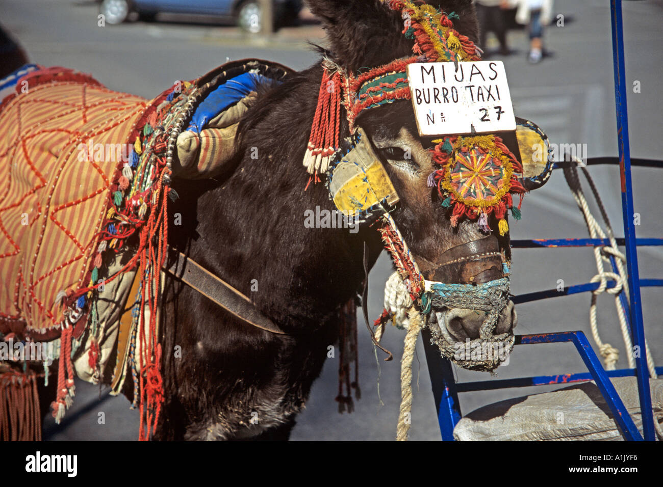 MIJAS COSTA DEL SOL SPAIN EUROPE April Close up of donkey of the burro ...