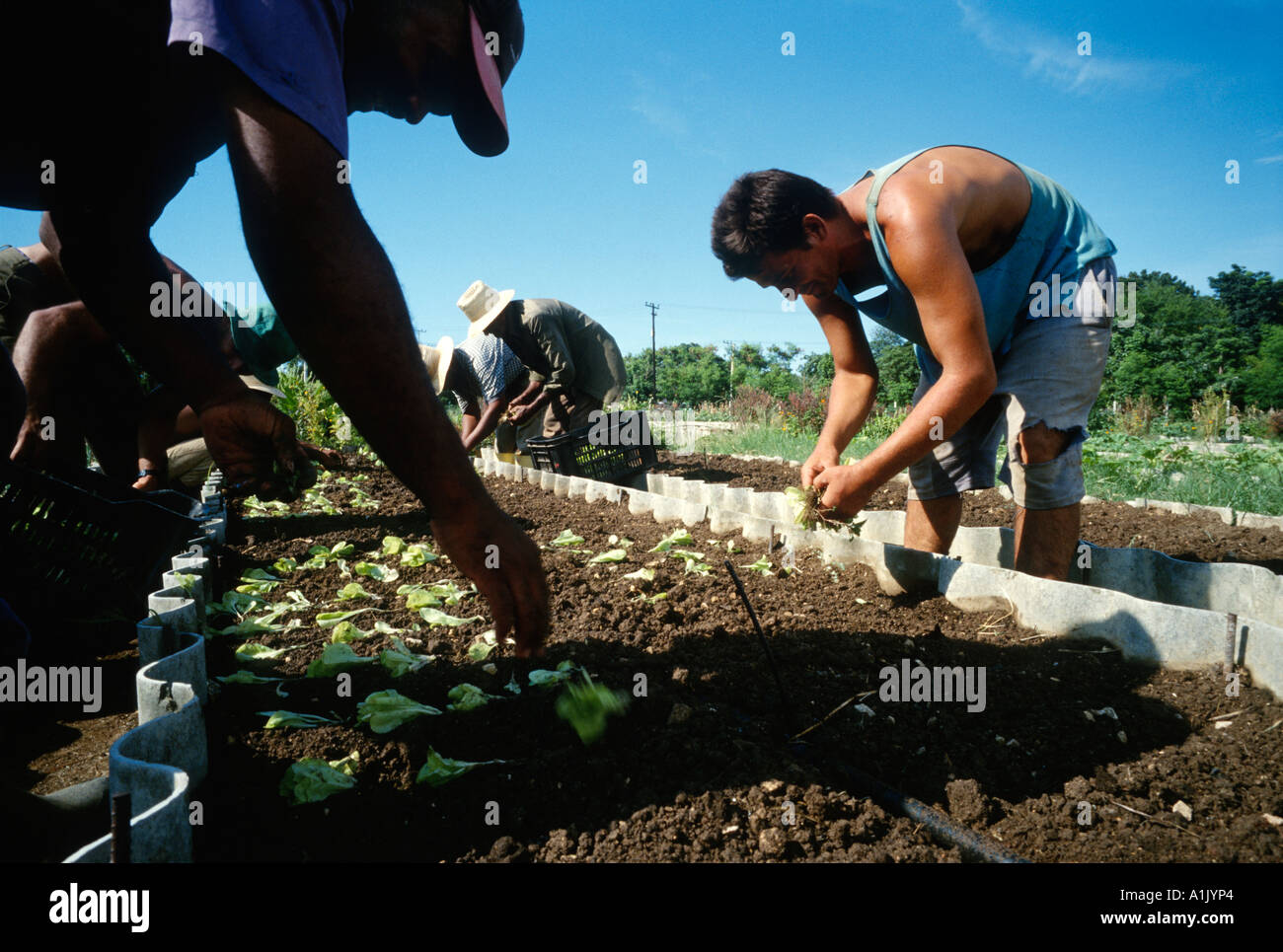 Cuba urban farming hi-res stock photography and images - Alamy