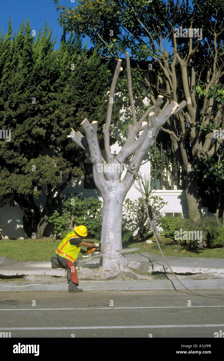 Cutting a wedge to enable the pulling down of tree after branch removal ...