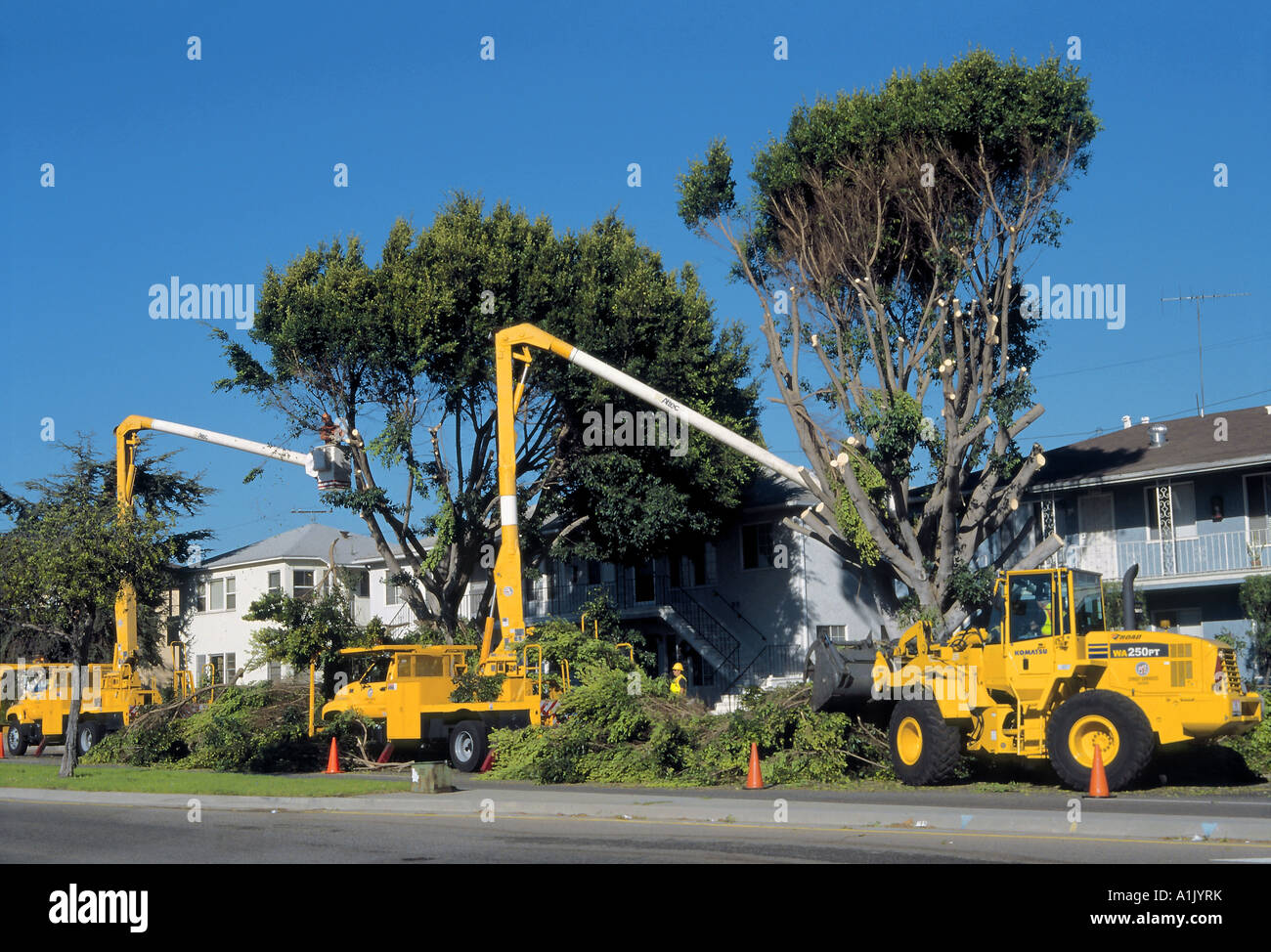 Los Angeles Street Services removes trees that have severly damaged ...