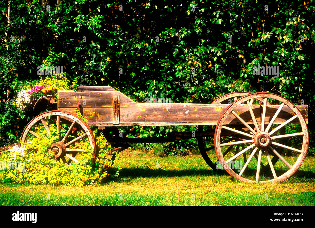 Old wooden cart with flowers outside the Malemute Saloon Ester Alaska ...