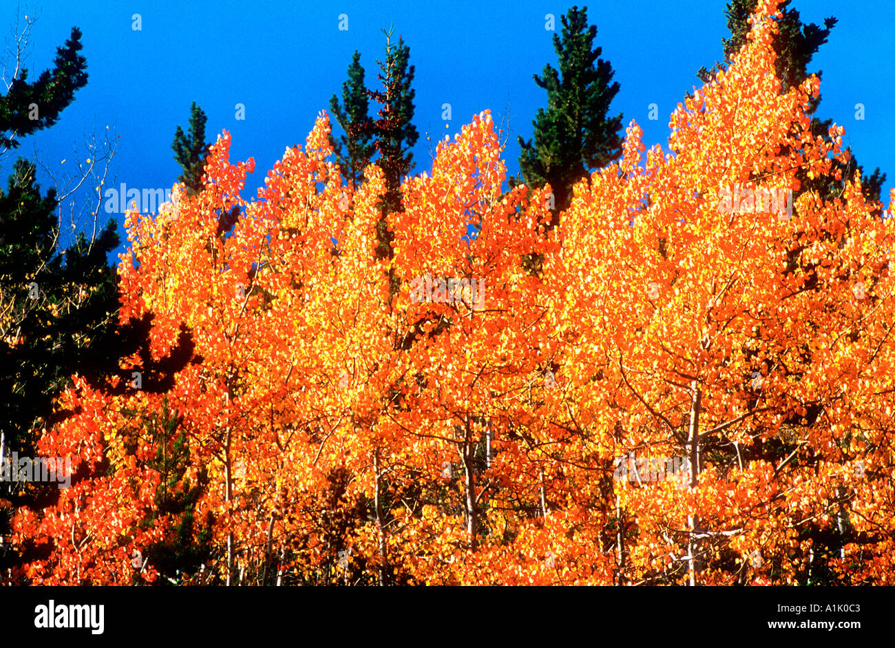 Coloured fall foliage hi-res stock photography and images - Alamy