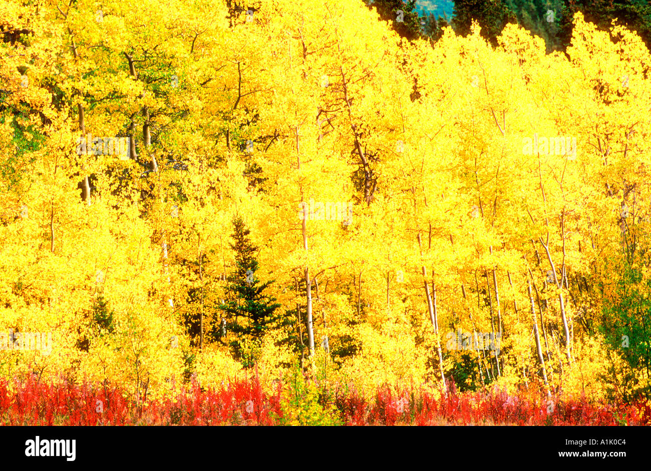 Coloured fall foliage hi-res stock photography and images - Alamy