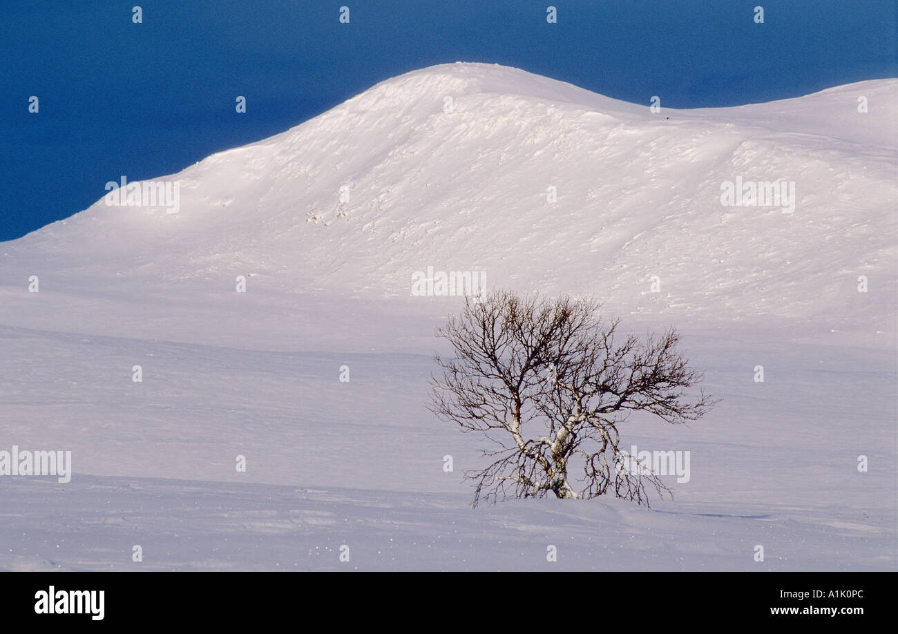 Birch tree in front of mount Salsfjellet . Hedmark fylke , Norway Stock ...