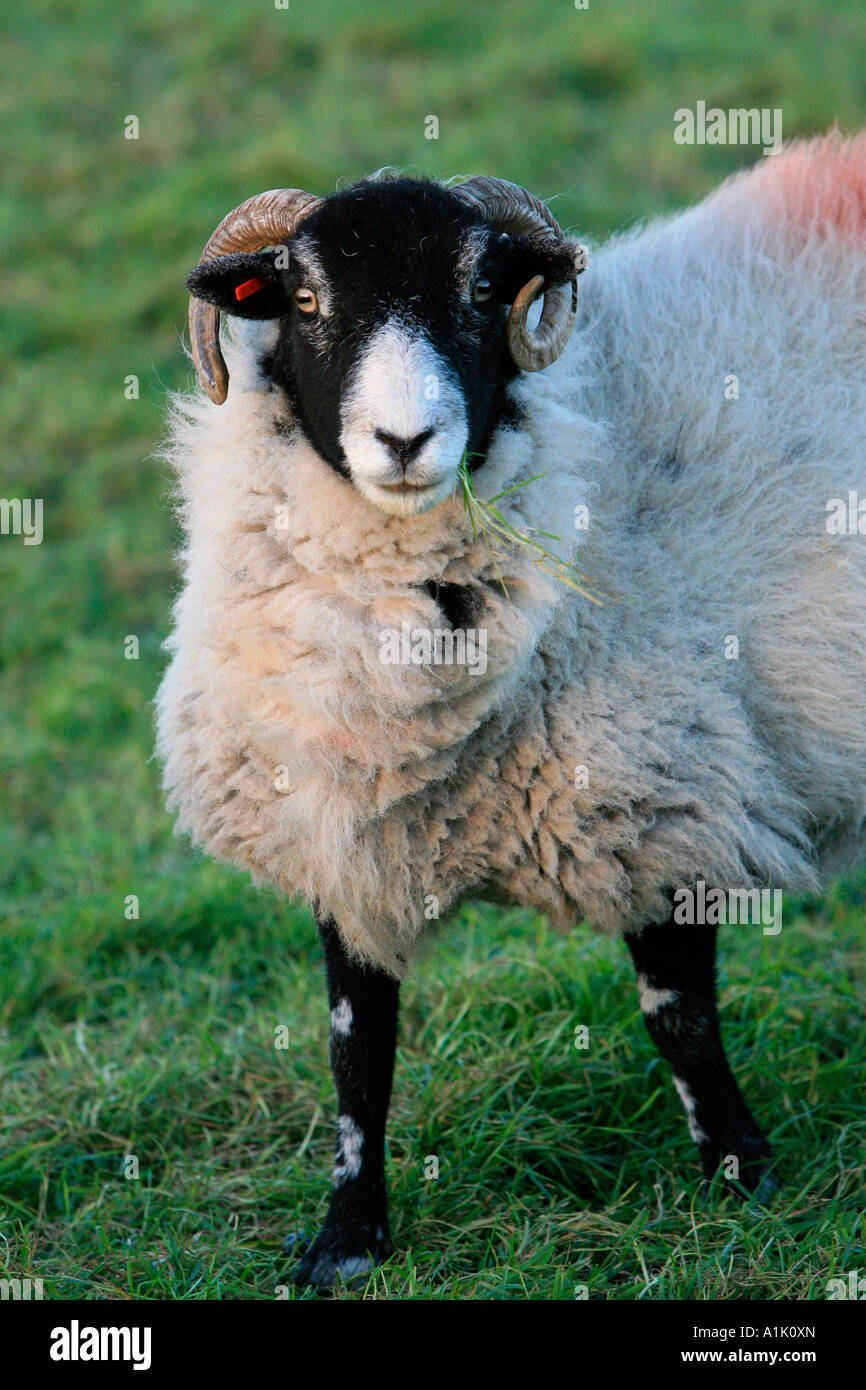 Victorian farm sheep uk hi-res stock photography and images - Alamy