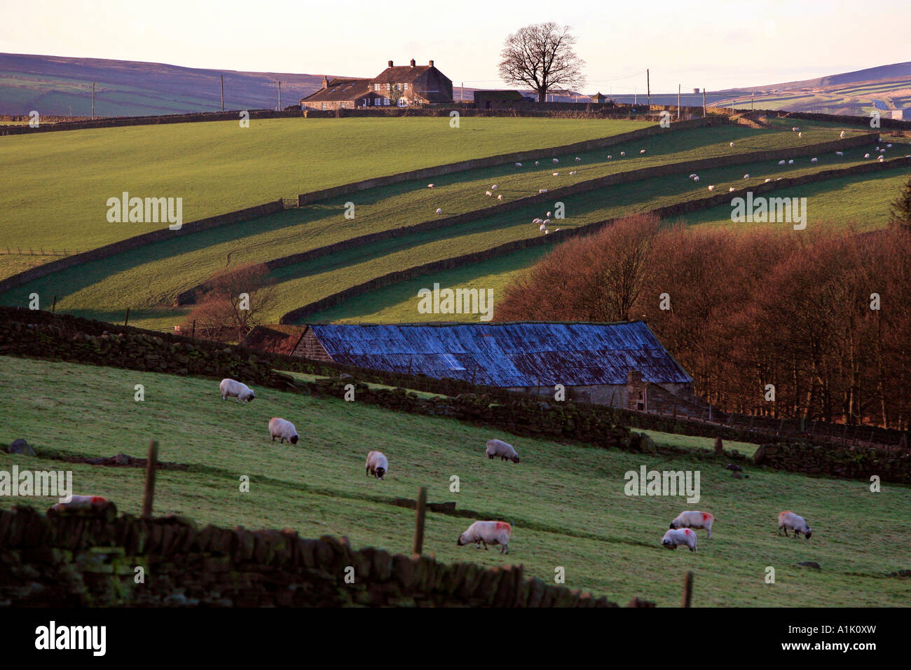 Sheep and farm above Haworth Stock Photo - Alamy
