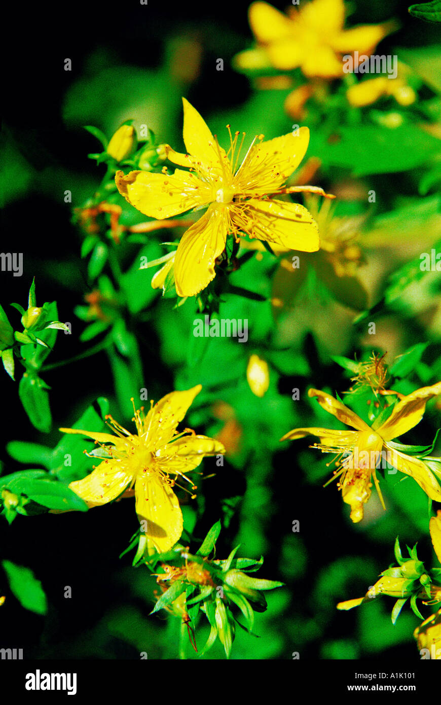 St johns wort leaf hi-res stock photography and images - Alamy