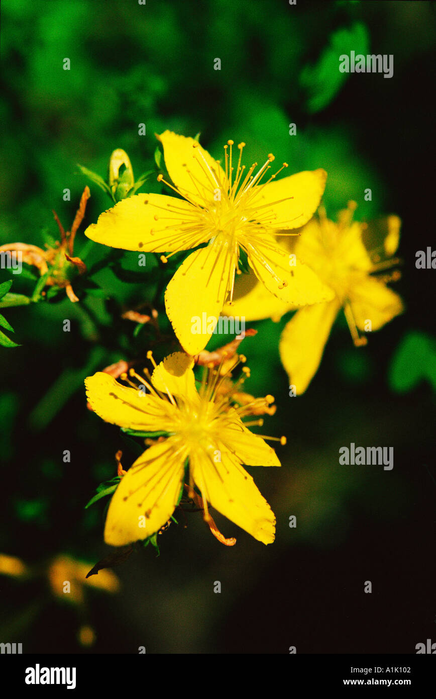 St johns wort leaf hi-res stock photography and images - Alamy