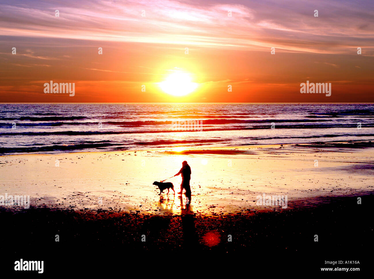 Solar dog hi-res stock photography and images - Alamy